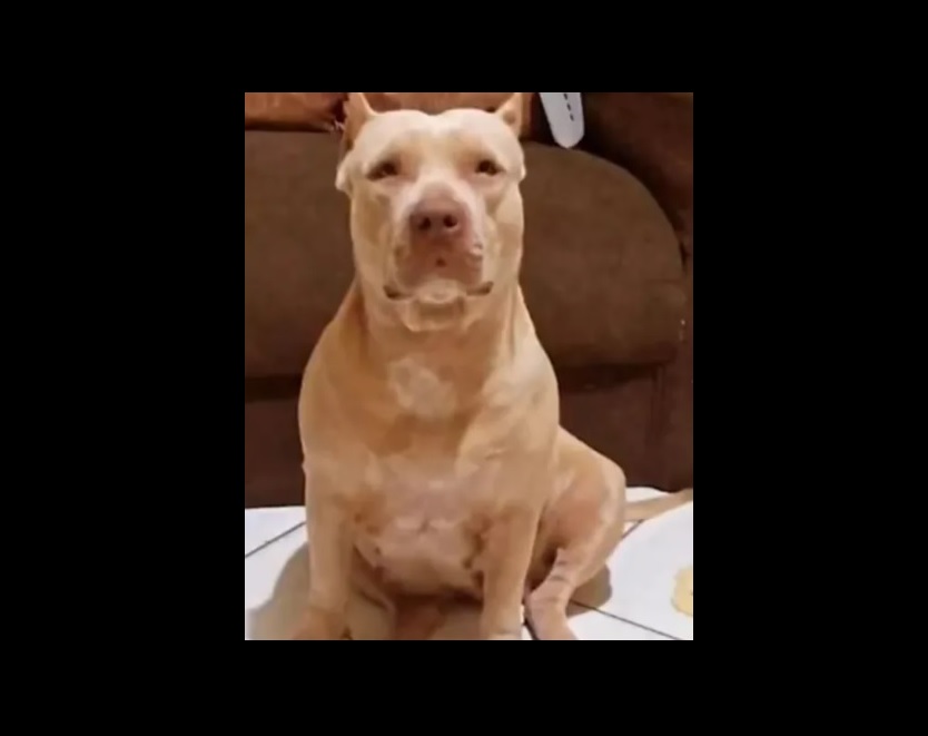 Polícia Civil investiga morte de bebê que foi atacado por pitbull no ... Polícia Civil investiga morte de bebê que foi atacado por pitbull no ...